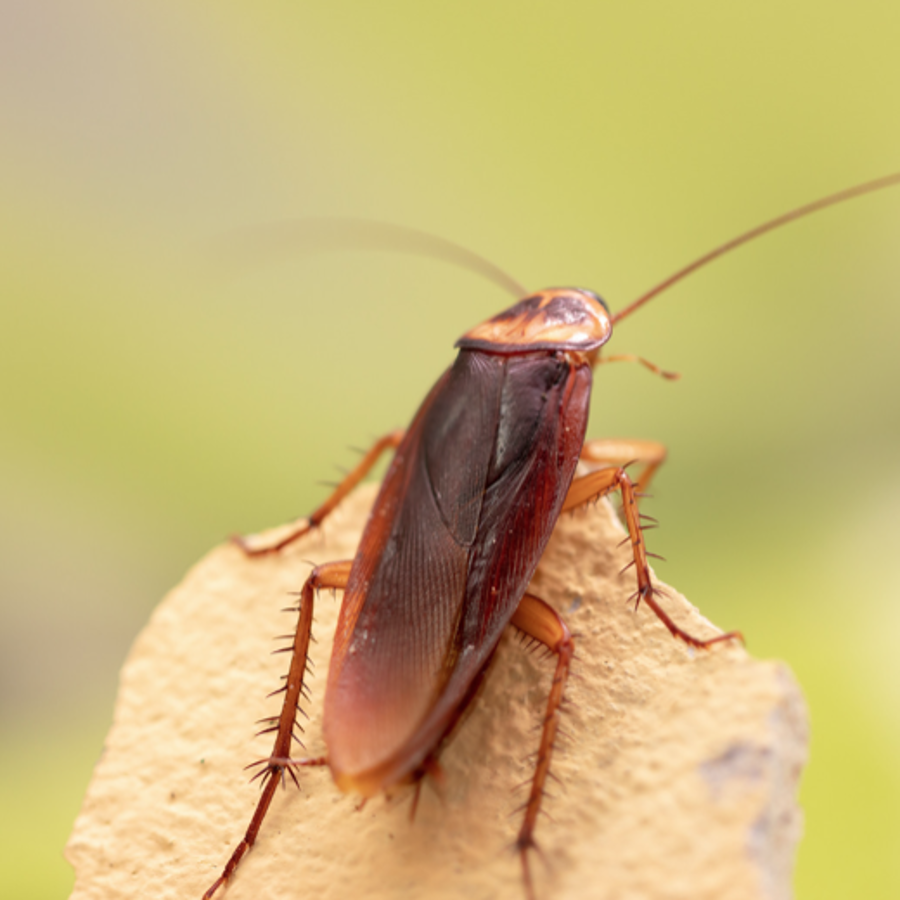 ¿Cuál es la utilidad de las cucarachas? - Soy intenso