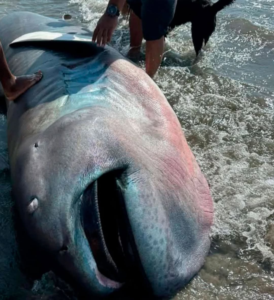 ENTÉRATE: 🔴 Piura: un tiburón megamouth, apareció varado en la playa ...